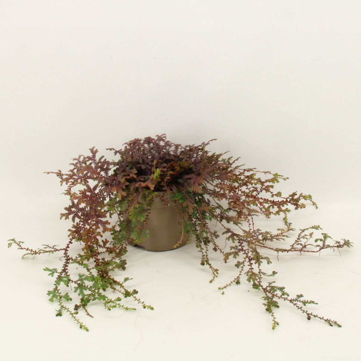 Selaginella 'Patina' — Plant Wholesale FlorAccess