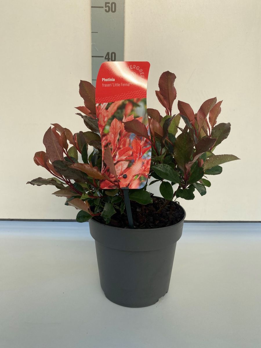 Photinia x fraseri 'Little Fenna' — Plant Wholesale FlorAccess