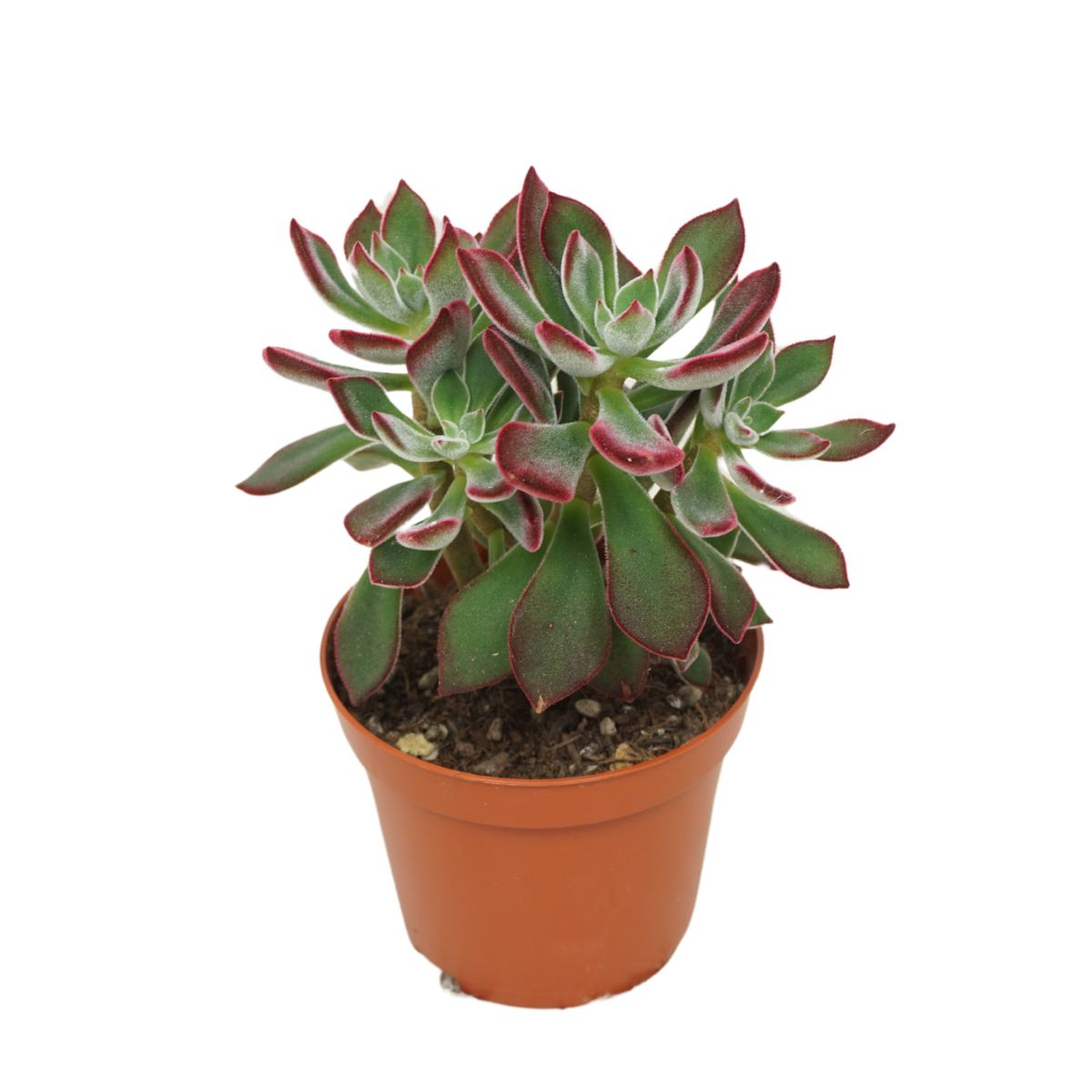 Echeveria pulvinata DEVOTION — Plant Wholesale FlorAccess