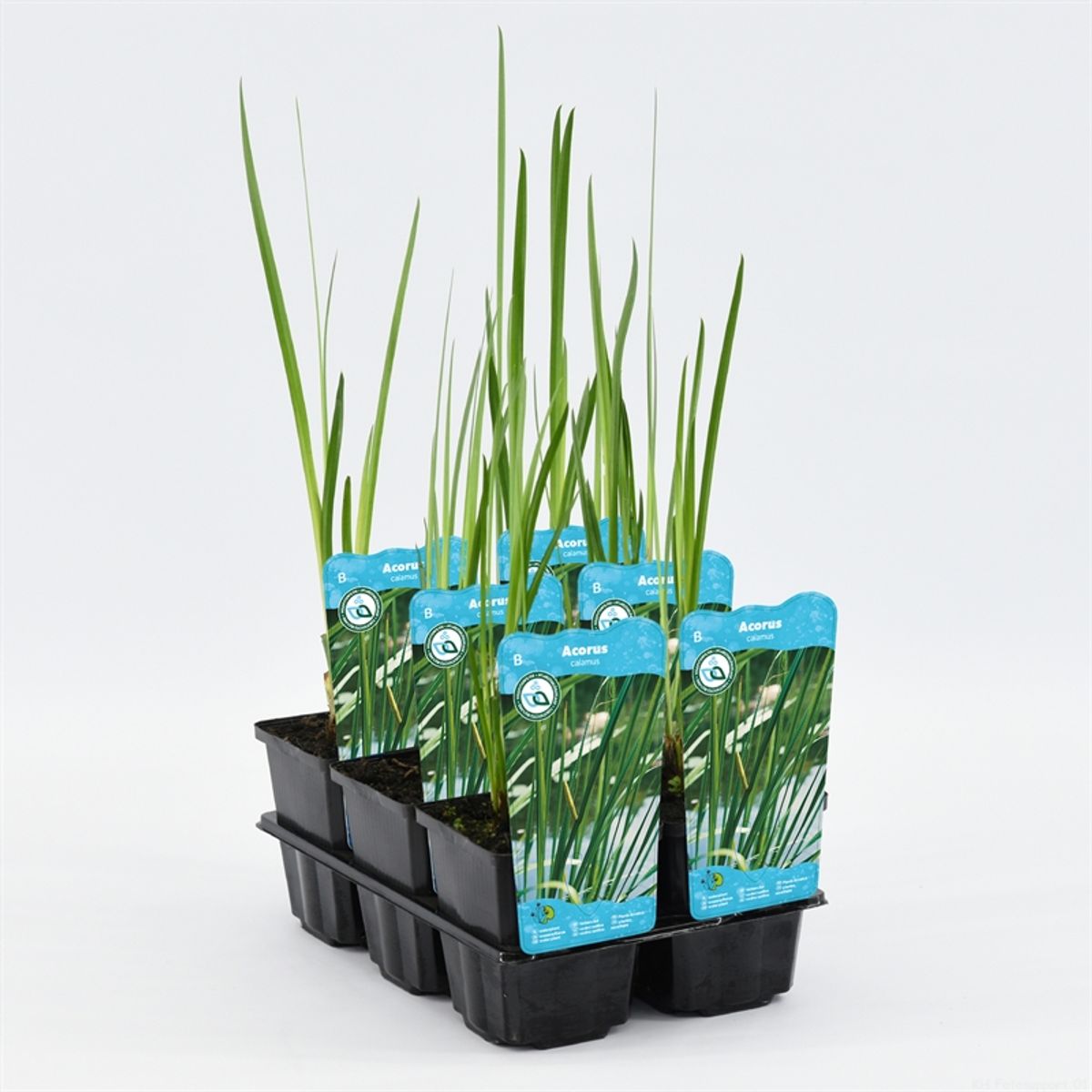 Acorus calamus — Plant Wholesale FlorAccess