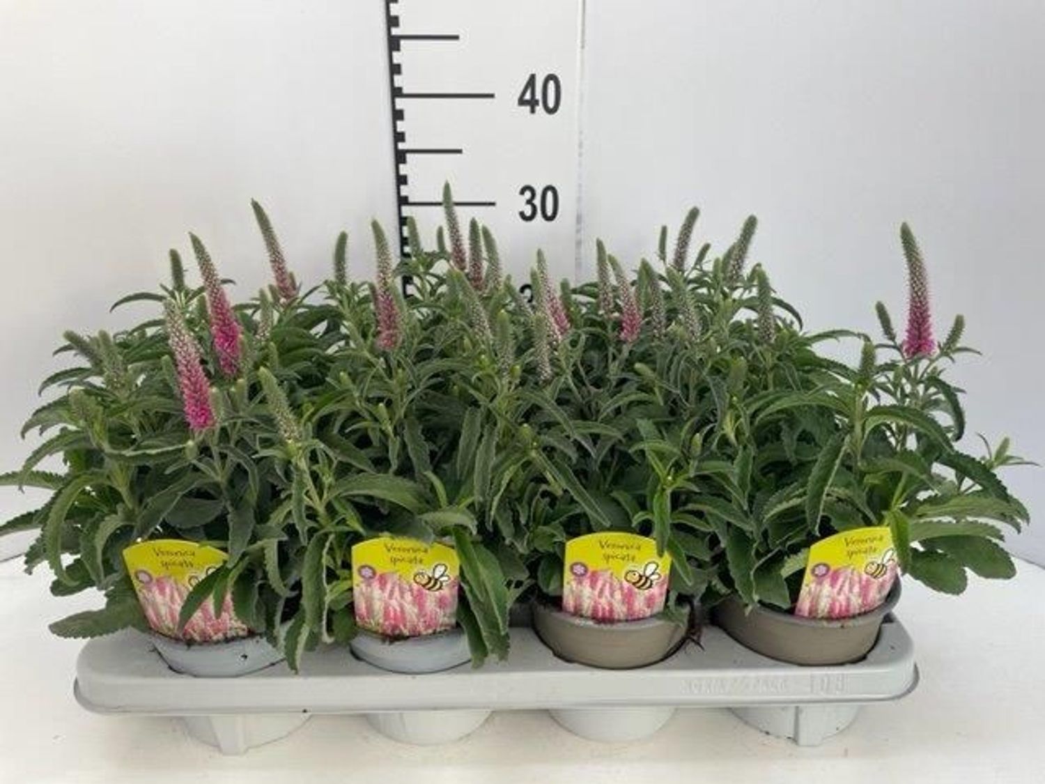 Veronica spicata MIX — Plant Wholesale FlorAccess