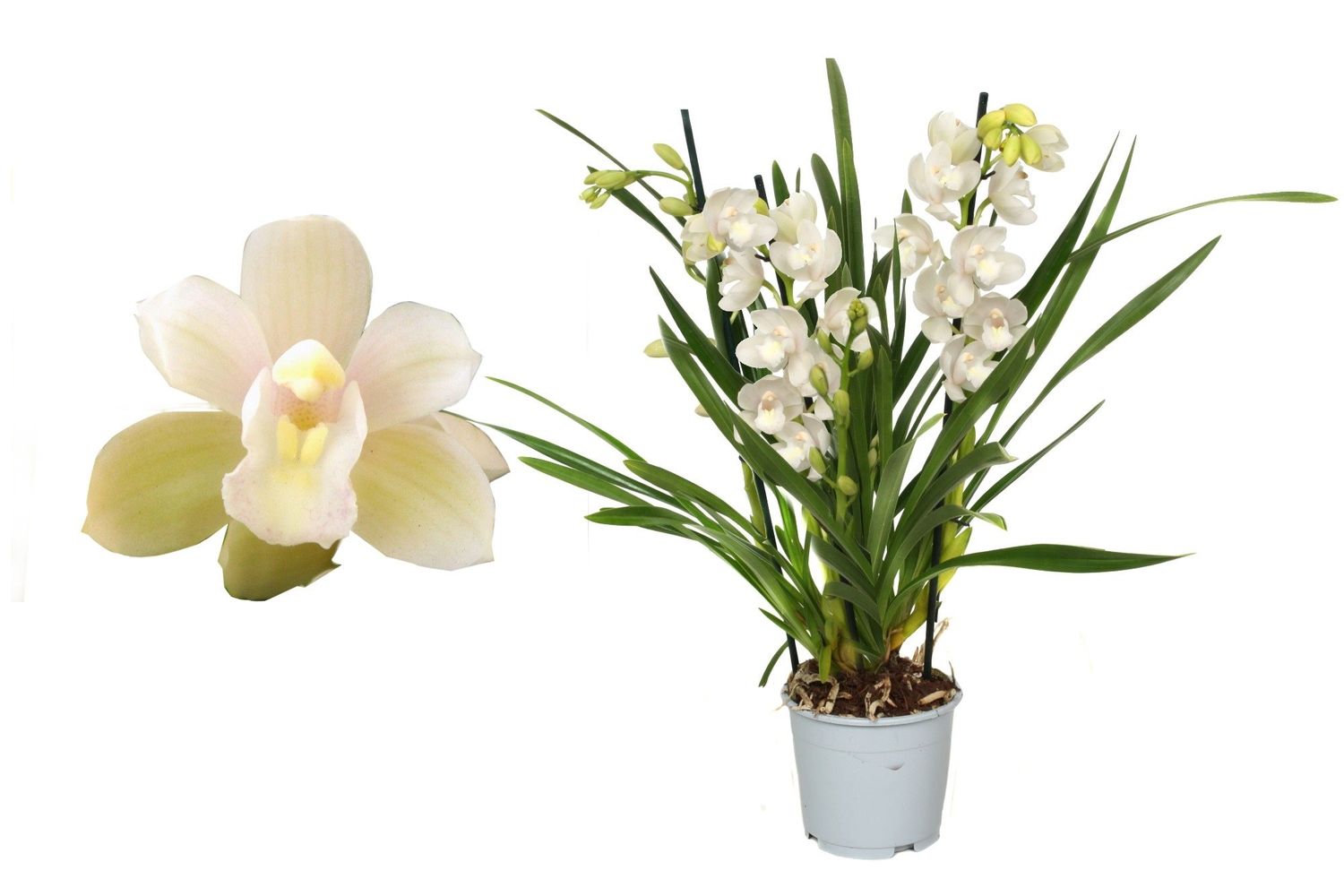 Cymbidium ICE DANCE — Plant Wholesale FlorAccess