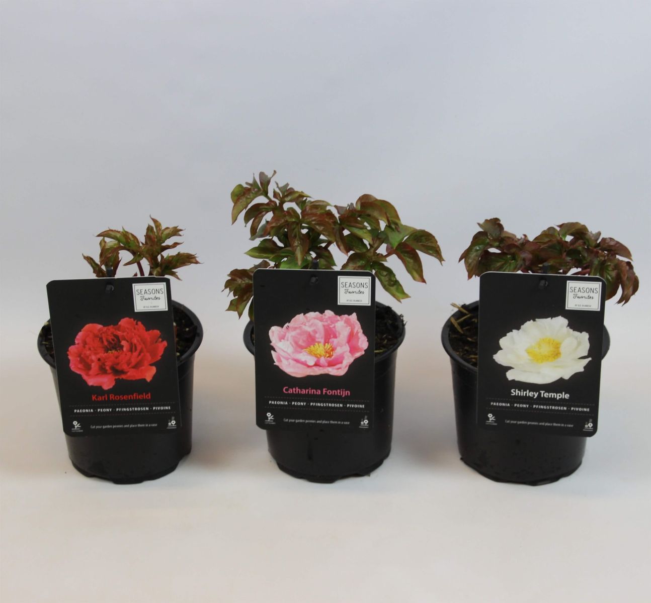 Paeonia LACTIFLORA MIX — Plant Wholesale FlorAccess