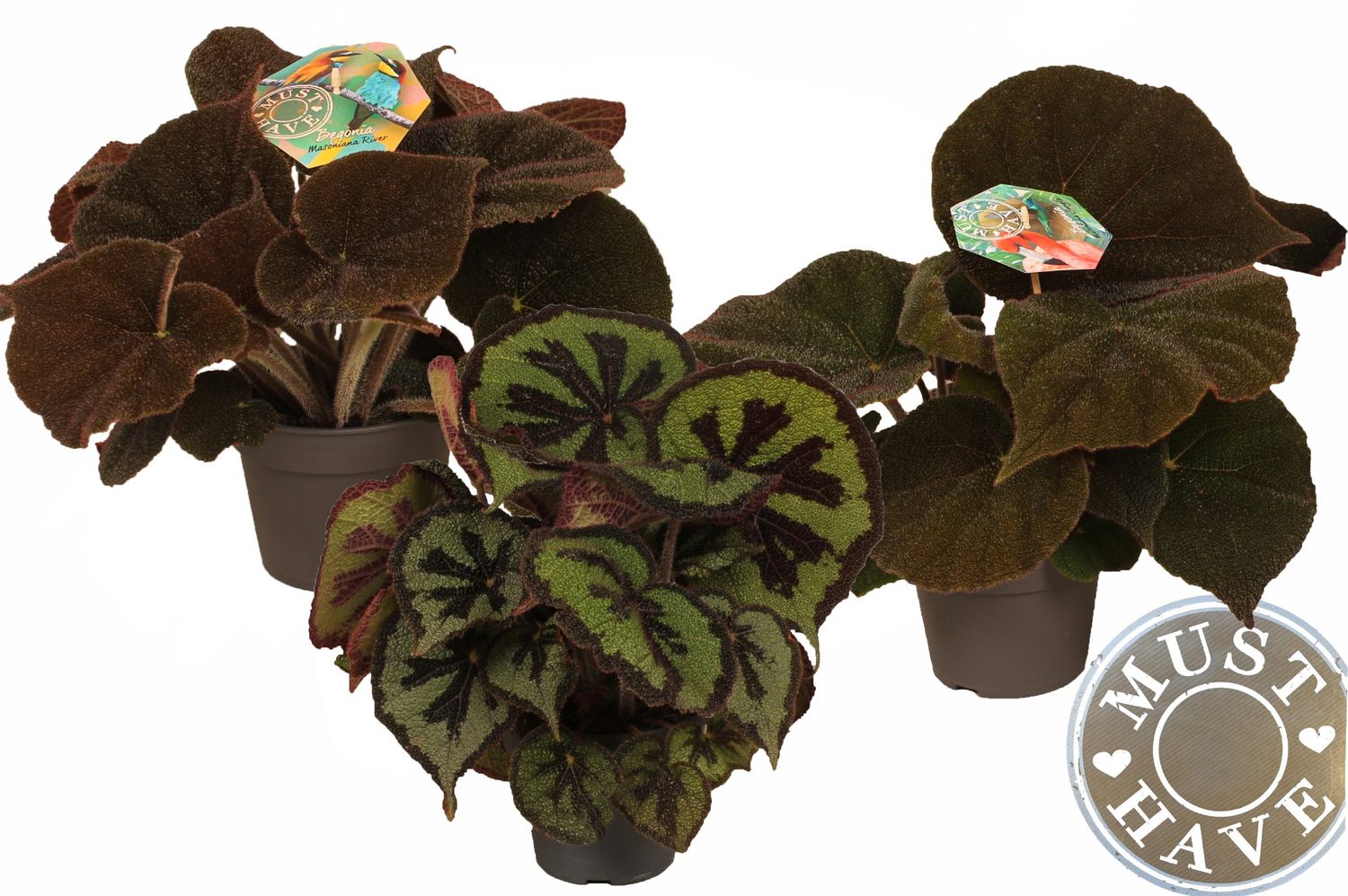 Begonia masoniana MIX — Plant Wholesale FlorAccess