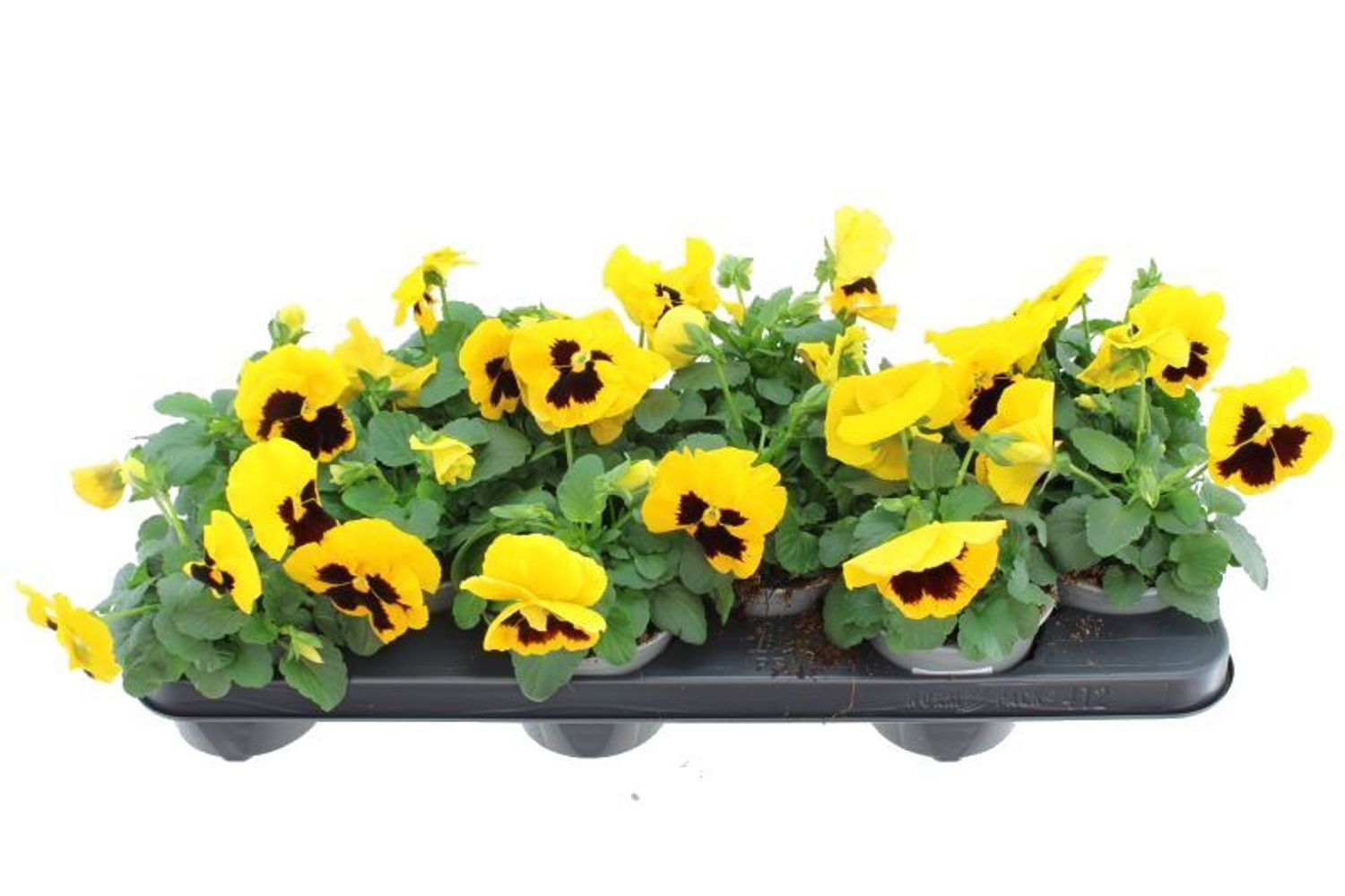 Viola x wittrockiana DELTA F1 YELLOW WITH BLOTCH — Plant Wholesale ...