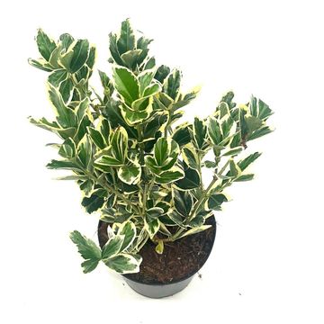 Euonymus japonicus 'Bravo' — Plant Wholesale FlorAccess