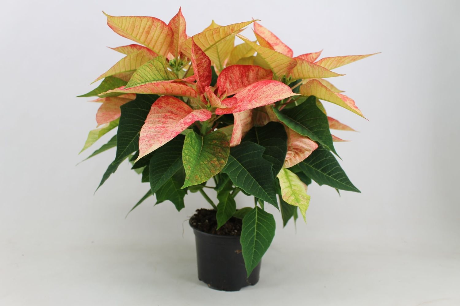 Euphorbia pulcherrima PREMIUM PICASSO — Plant Wholesale FlorAccess