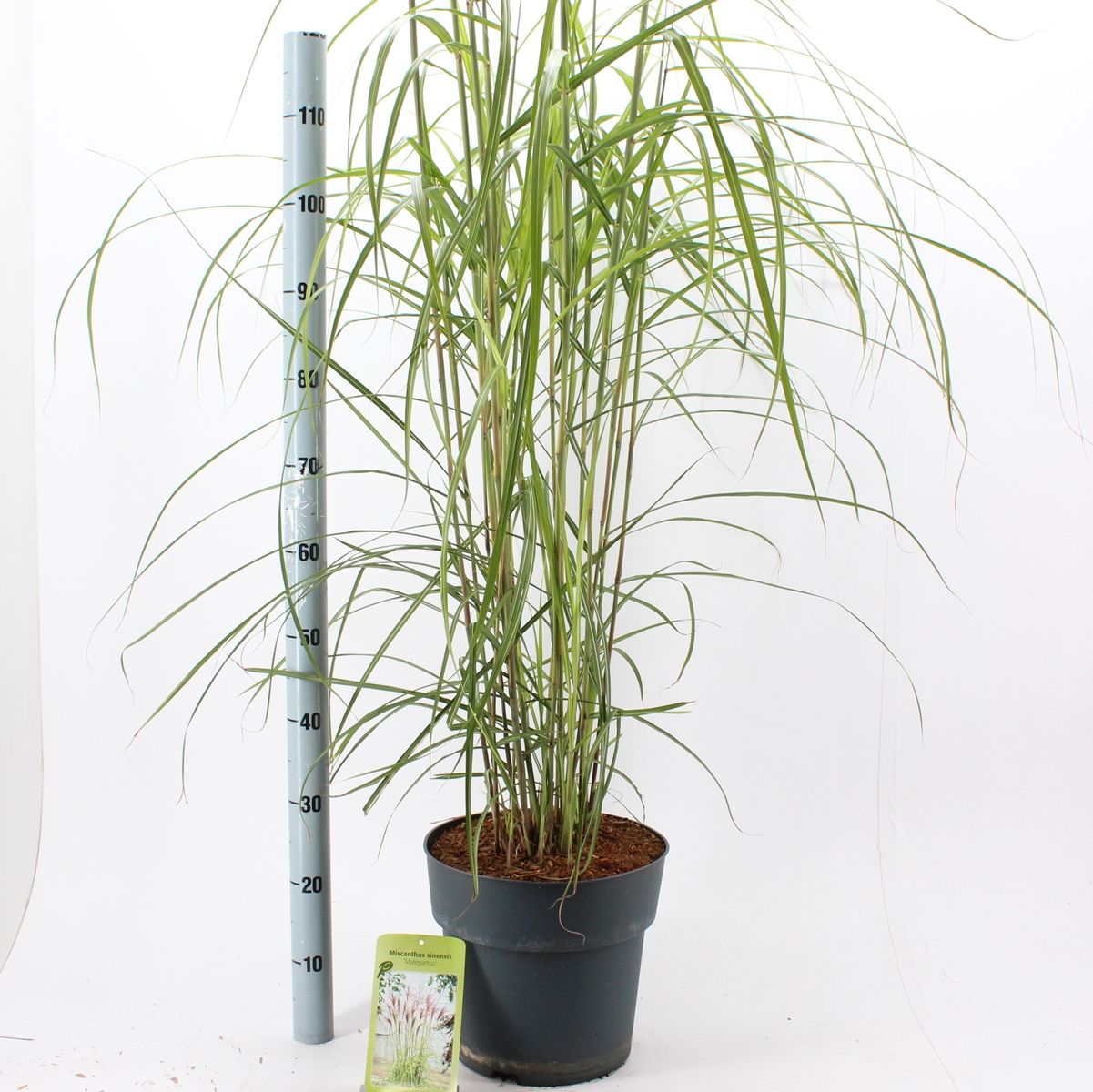 Miscanthus sinensis 'Malepartus' — Plant Wholesale FlorAccess