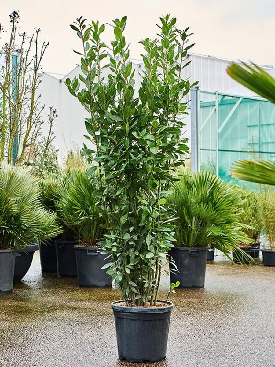 Laurus nobilis — Plant Wholesale FlorAccess