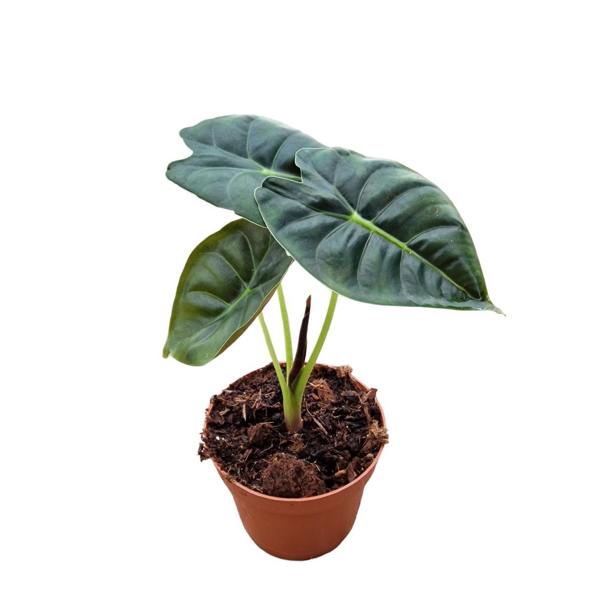 Alocasia 'Golden Bone' — Plant Wholesale FlorAccess