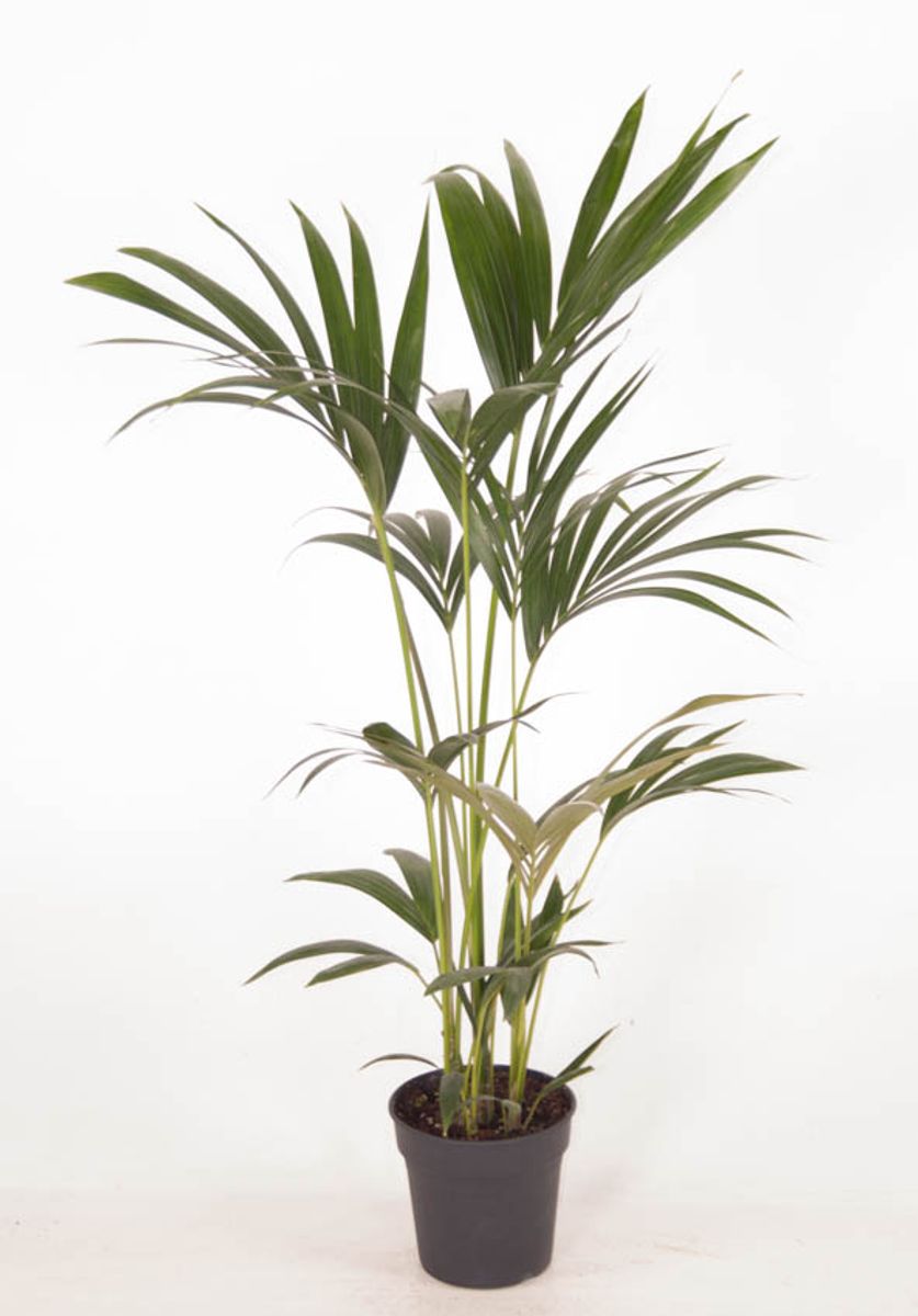 Howea forsteriana — Plant Wholesale FlorAccess