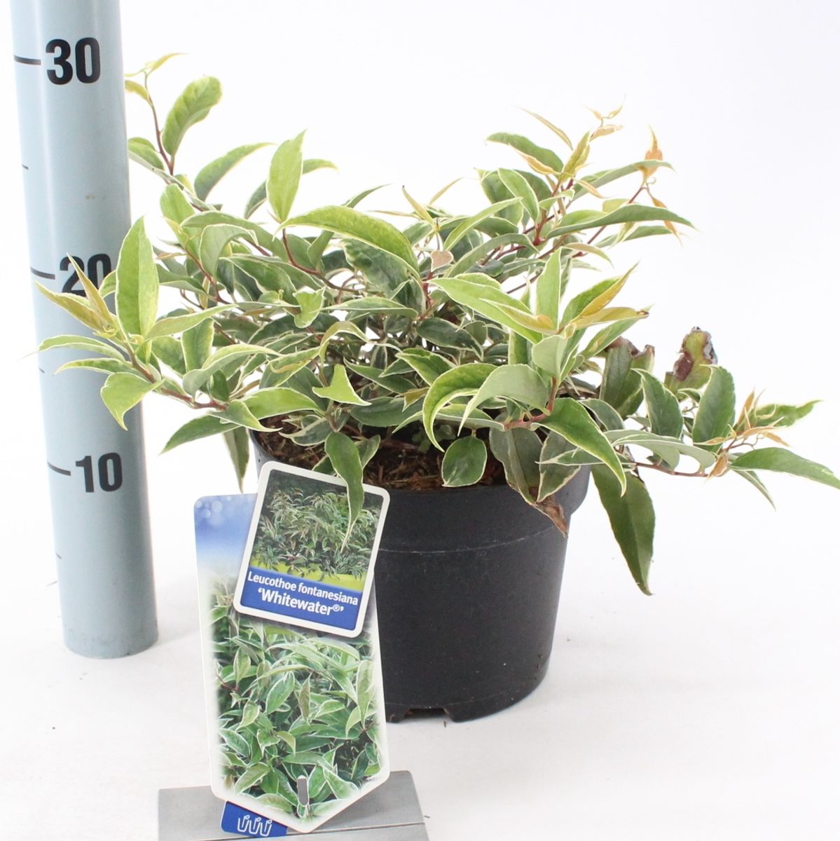 Leucothoe fontanesiana WHITEWATER — Plant Wholesale FlorAccess