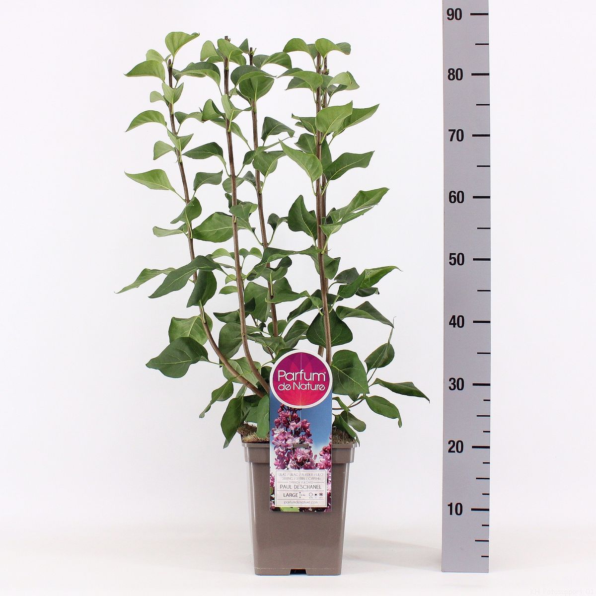 Syringa vulgaris 'Paul Deschanel' — Plant Wholesale FlorAccess
