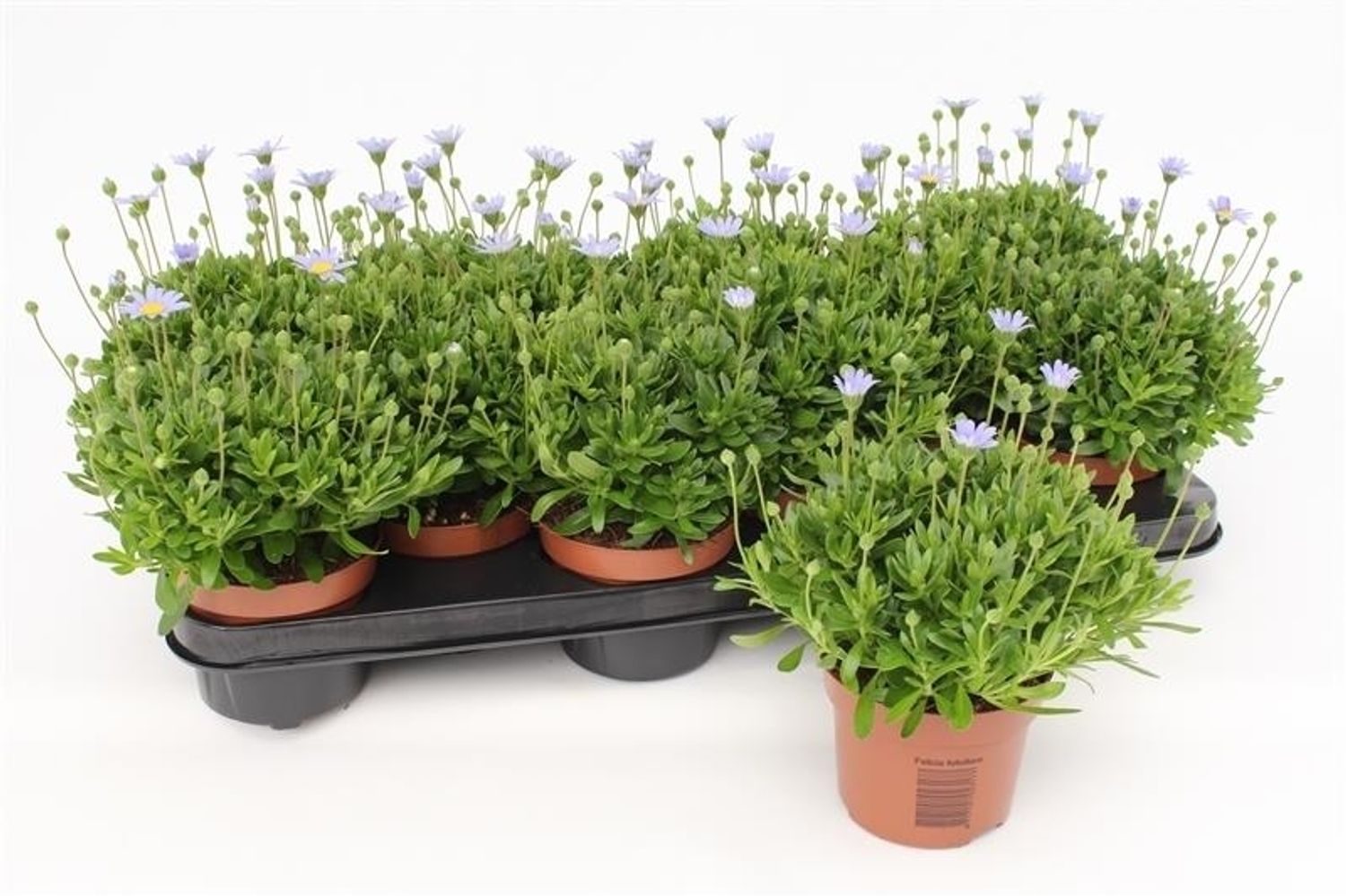 Felicia amelloides FELICITARA BLUE — Pflanzengroßhandel FlorAccess