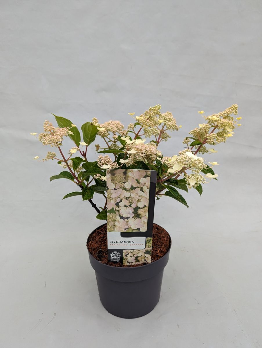 Hydrangea paniculata 'Dharuma' — Plant Wholesale FlorAccess