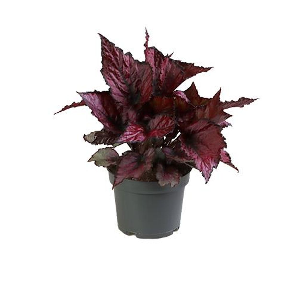 Begonia RED HEART — Plant Wholesale FlorAccess