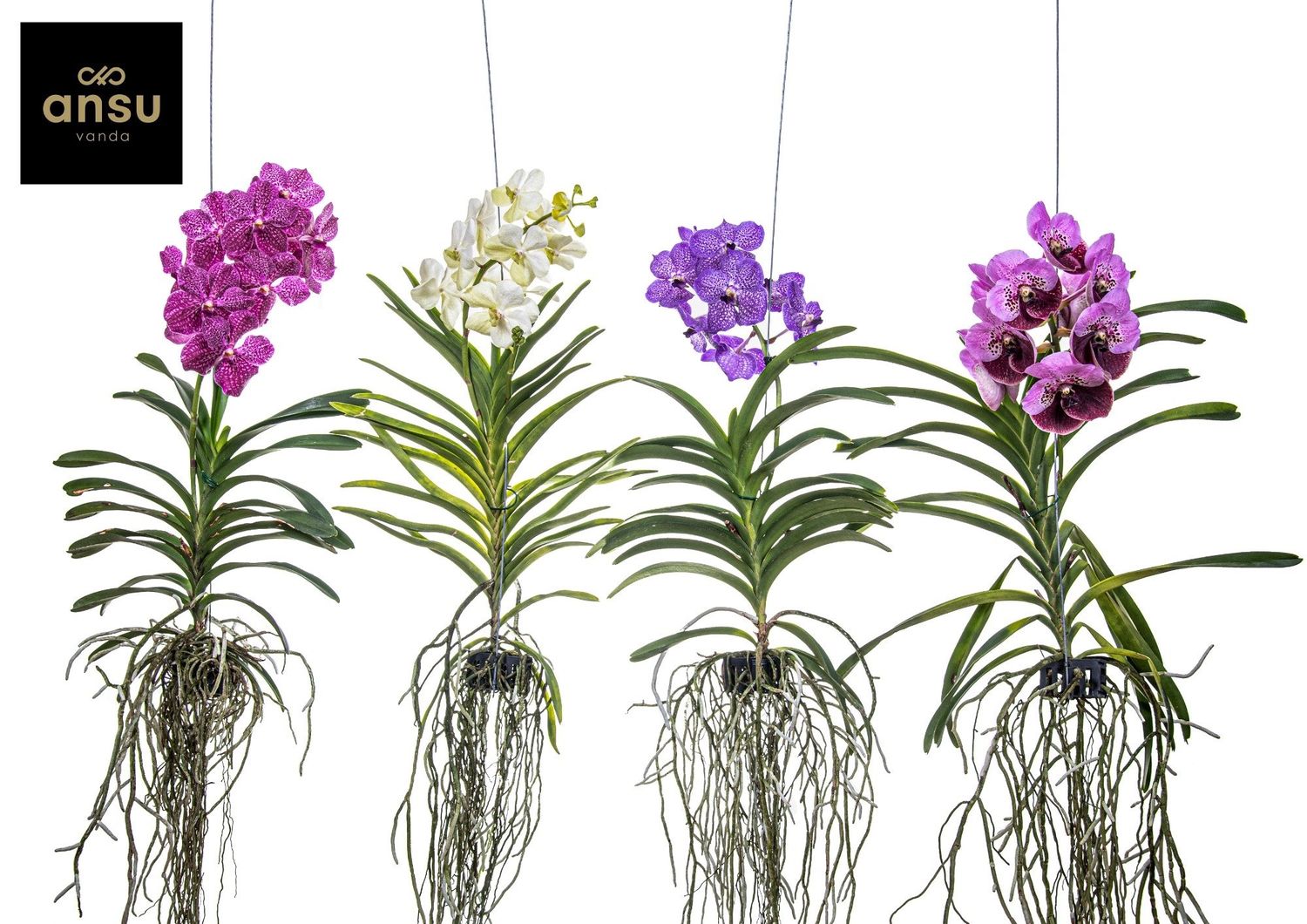 Vanda MIX — Plant Wholesale FlorAccess