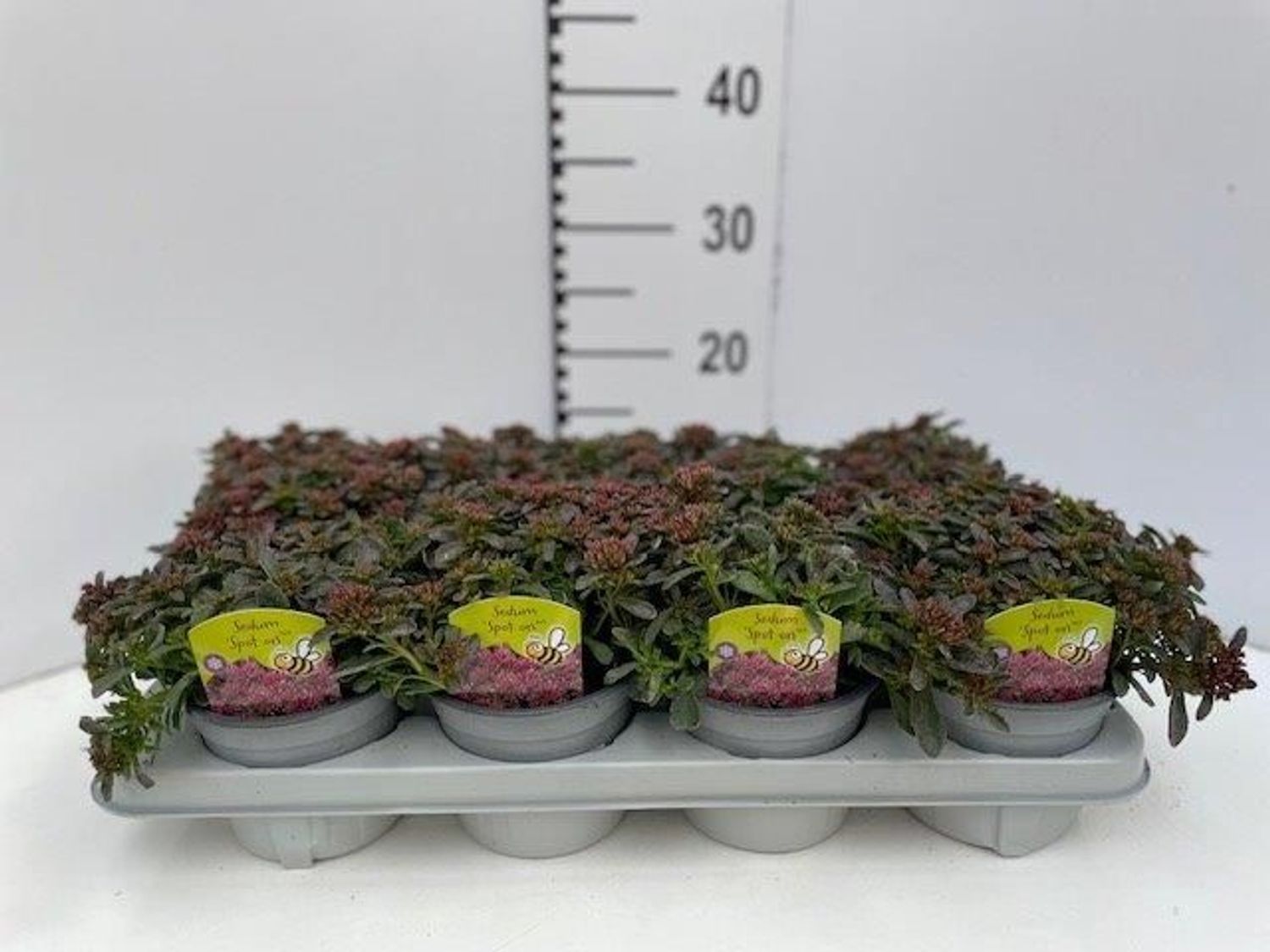 Sedum spurium SPOT ON DEEP ROSE — Växter grossist FlorAccess