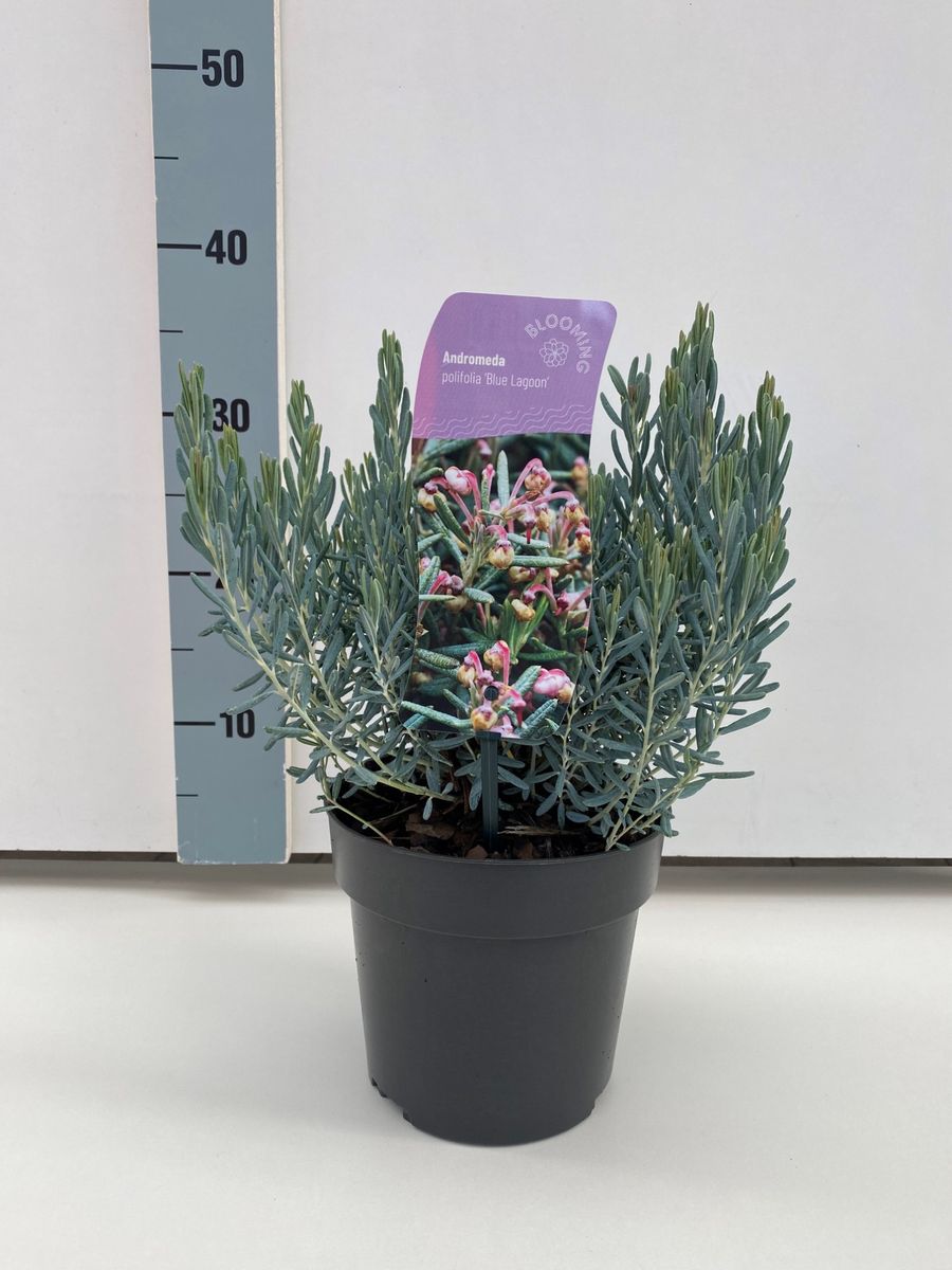 Andromeda polifolia 'Blue Lagoon' — Plant Wholesale FlorAccess