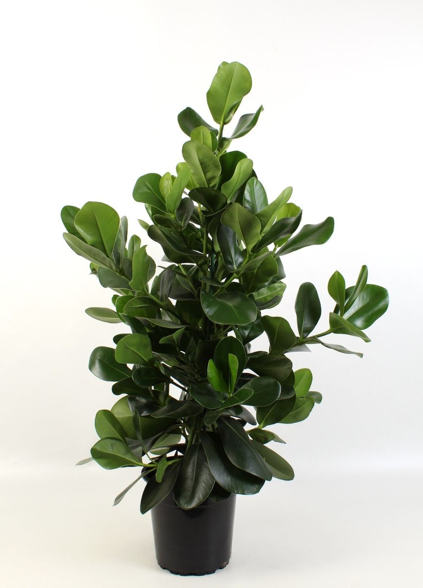 Clusia rosea — Plant Wholesale FlorAccess