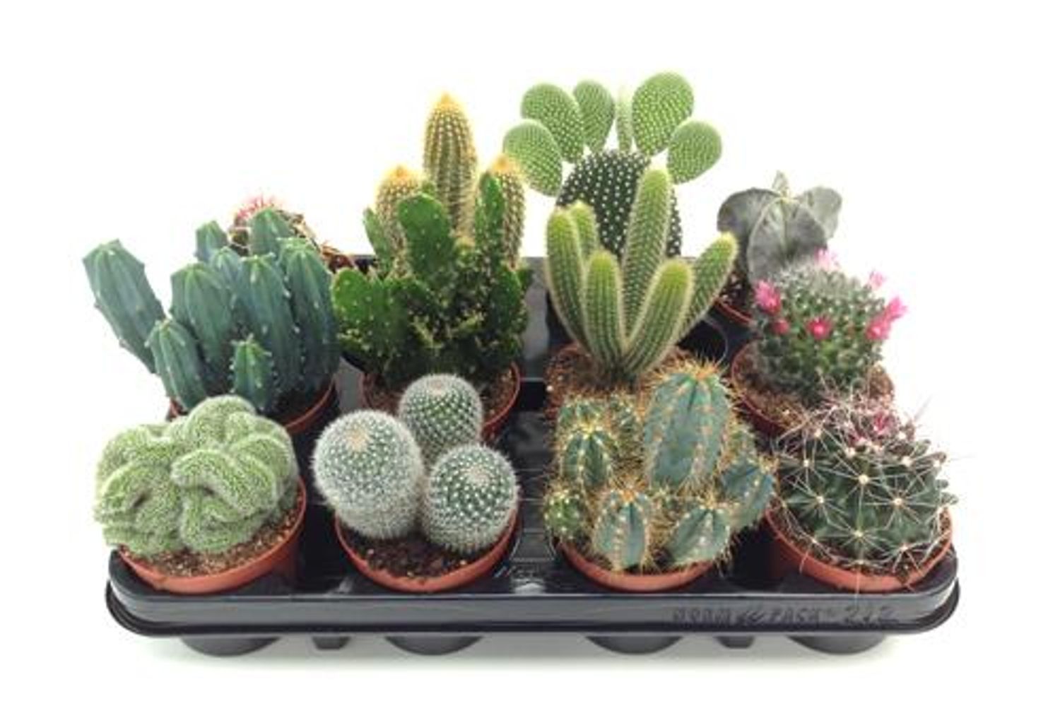 Cactus MIX — Plant Wholesale FlorAccess