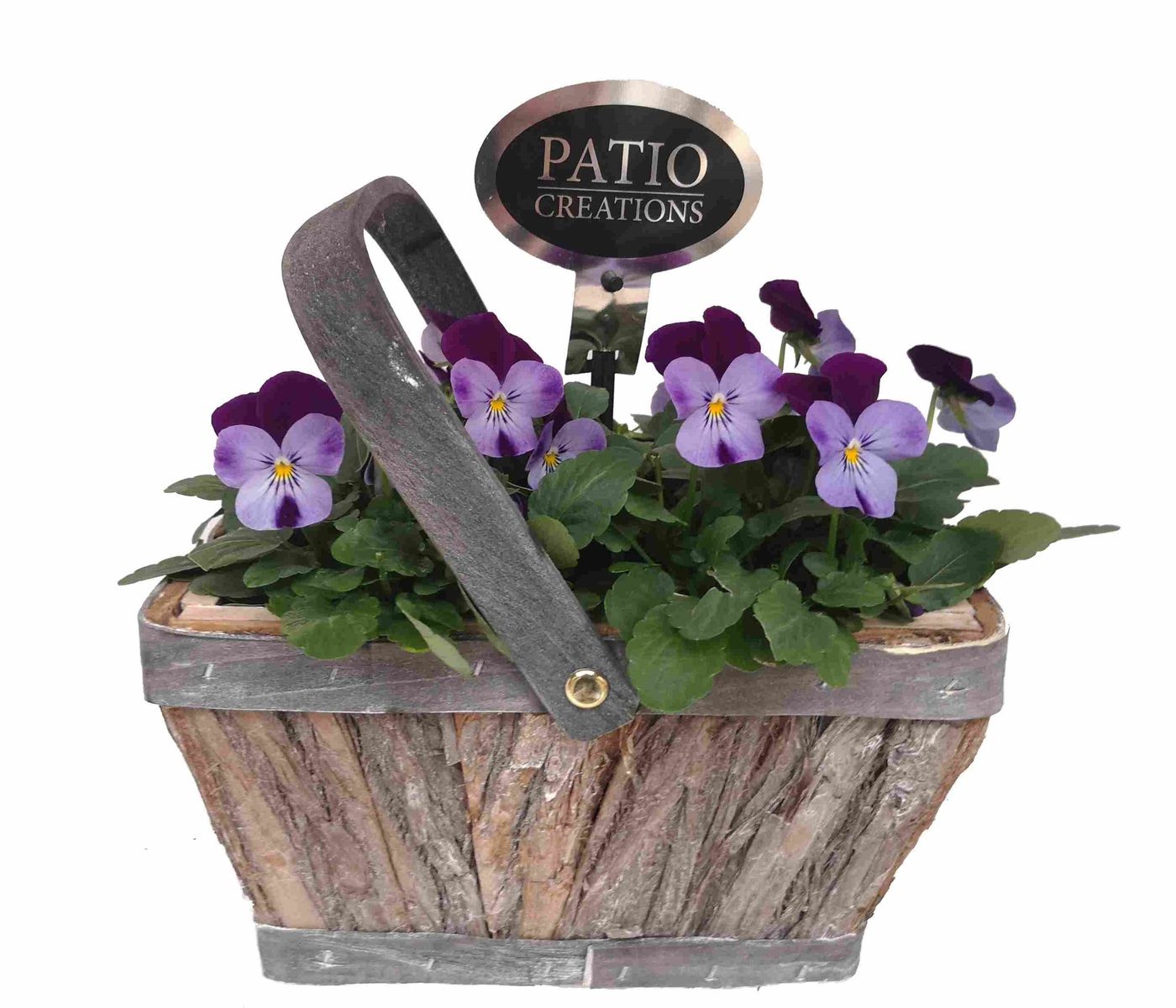 Arrangement Viola — Plant Wholesale FlorAccess