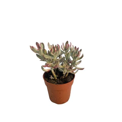 Crassula capitella 'Campfire' — Plant Wholesale FlorAccess