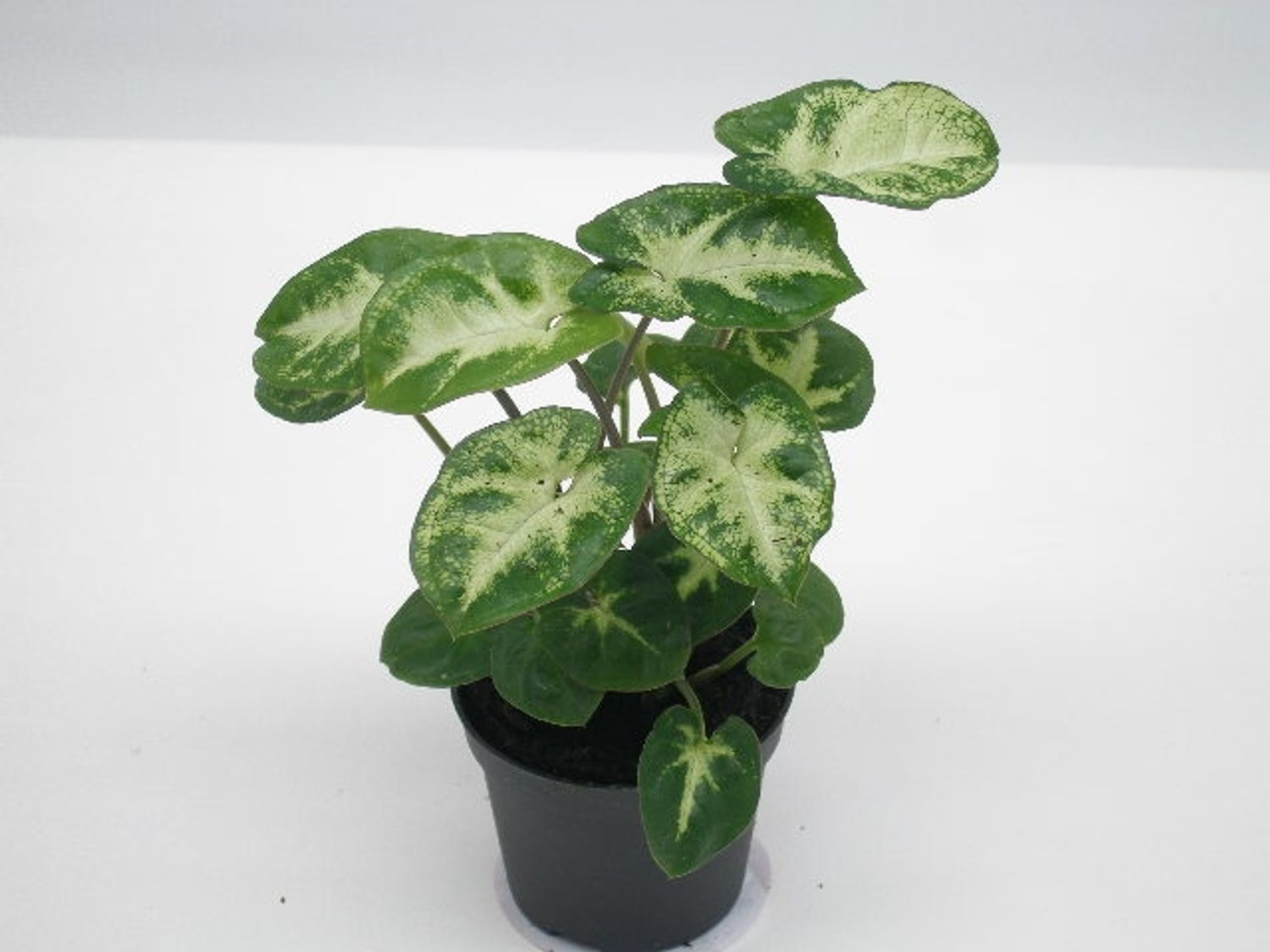 Syngonium 'Pixie' — Plant Wholesale FlorAccess