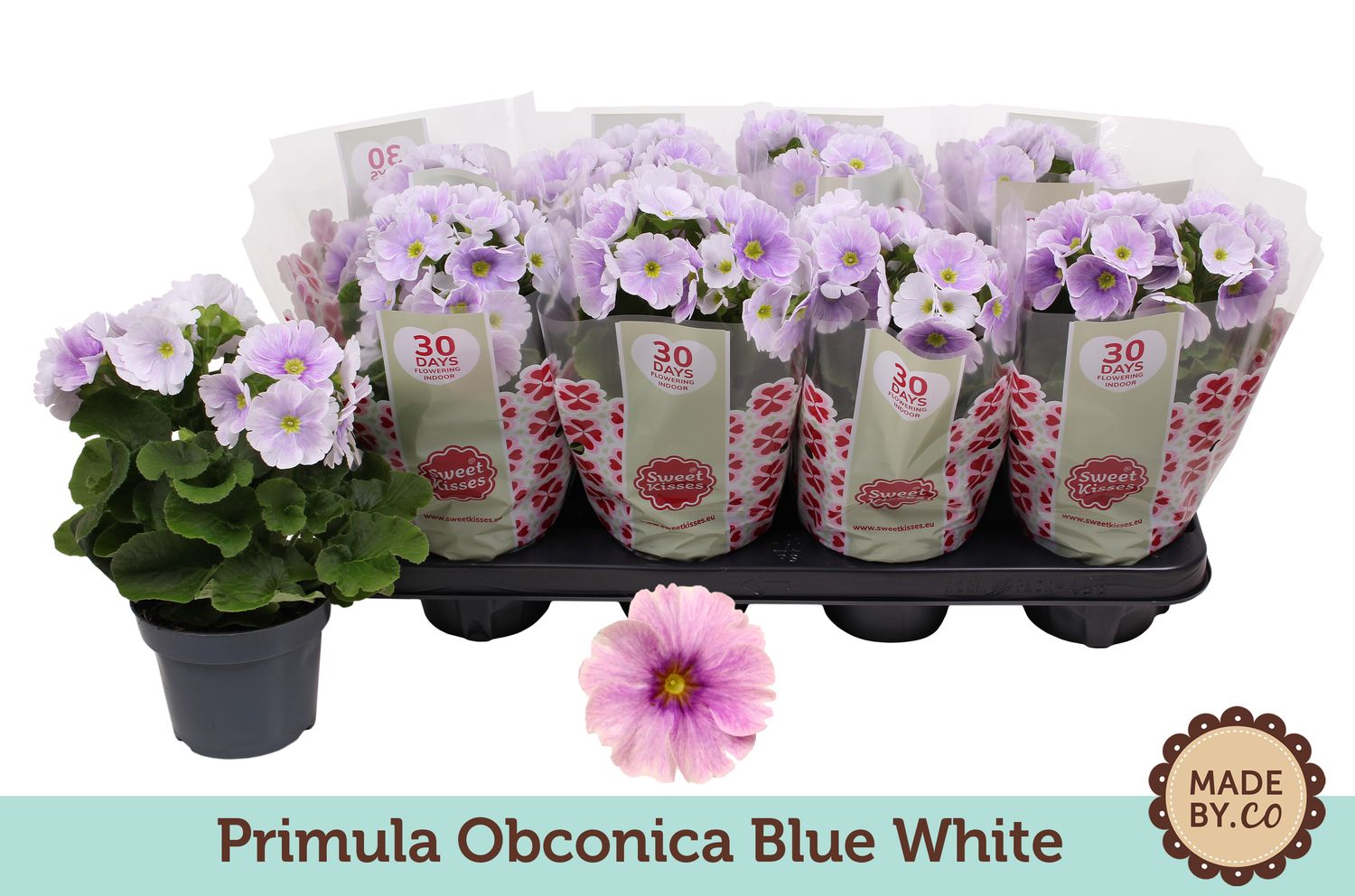 Primula obconica TOUCH ME MIDI BLUE WHITE — Plant Wholesale FlorAccess