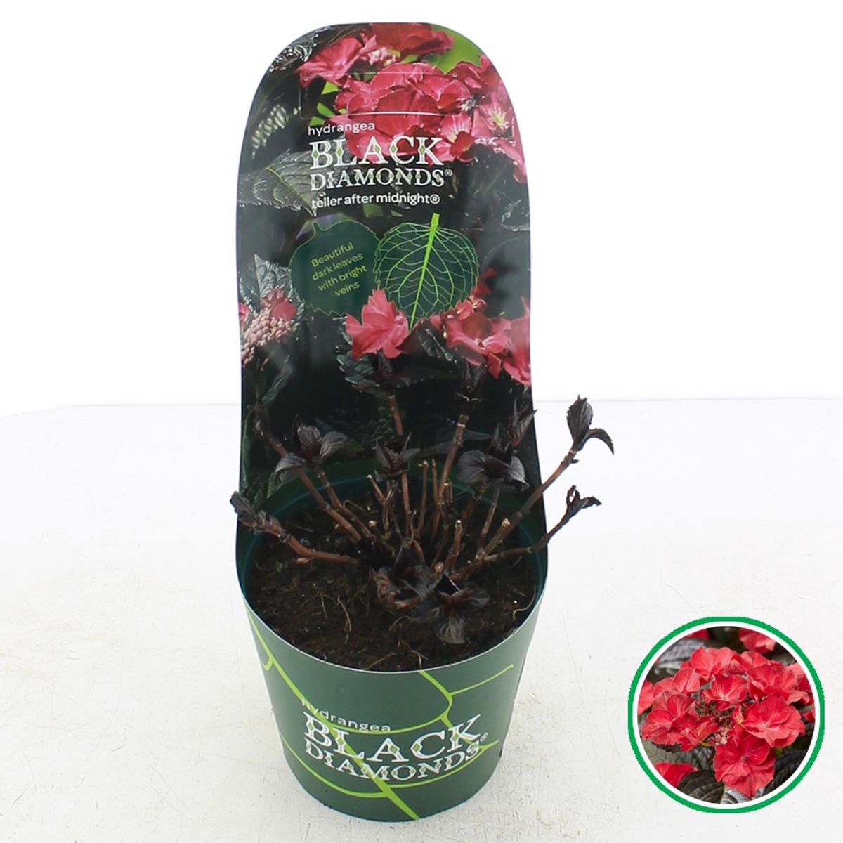 Hydrangea macrophylla AFTER MIDNIGHT — Рослини оптом FlorAccess