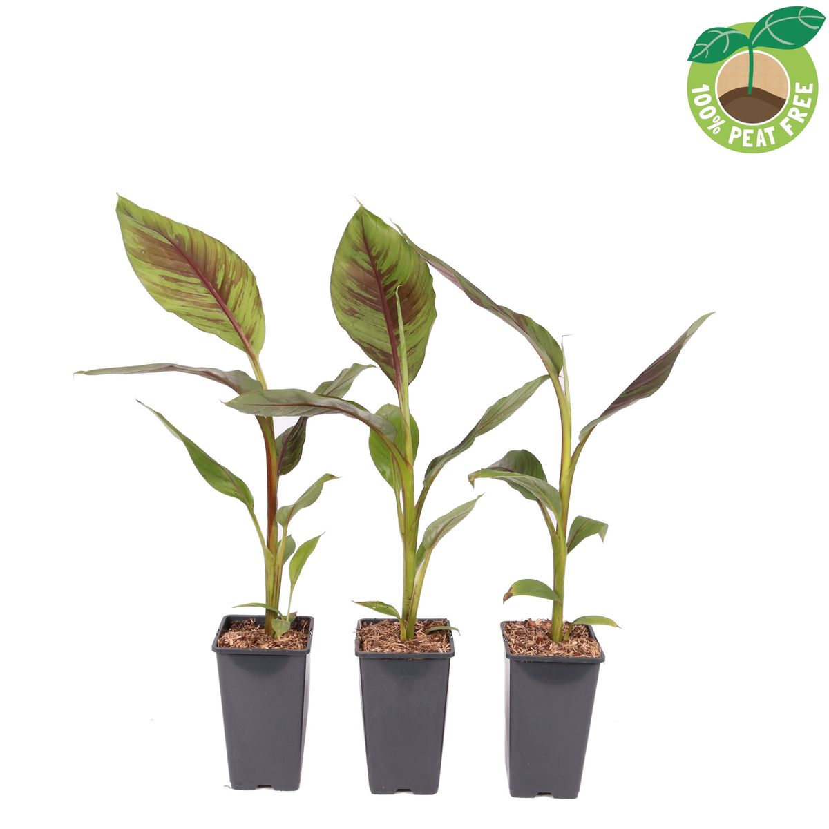 Musa sikkimensis 'Ever Red' — Plant Wholesale FlorAccess