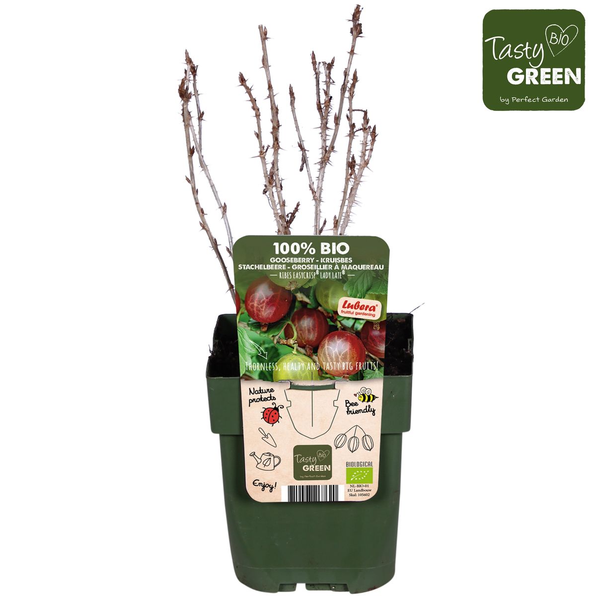 Ribes uva-crispa EASYCRISP LADY LATE — Plant Wholesale FlorAccess