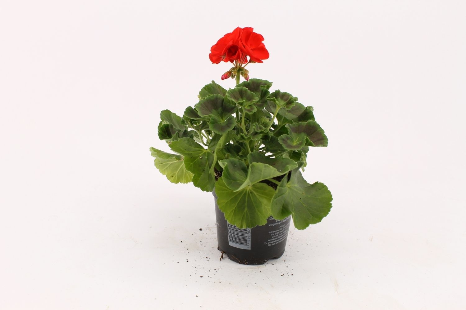 Pelargonium FERNANDO — Plant Wholesale FlorAccess