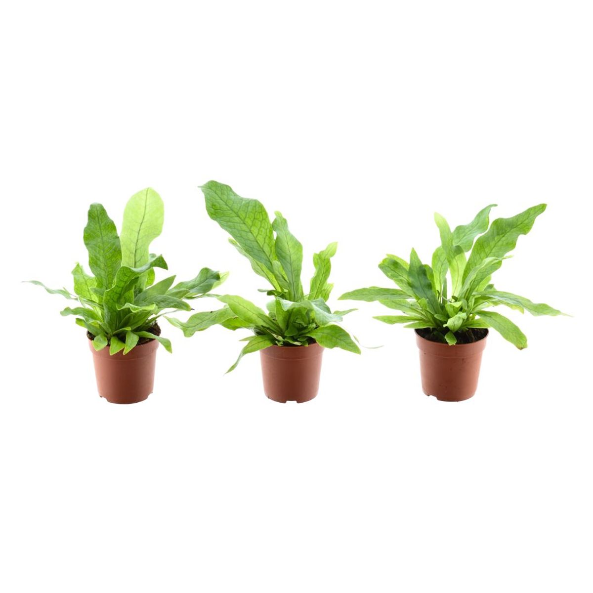 Microsorum musifolium 'Crocodyllus' — Plant Wholesale FlorAccess
