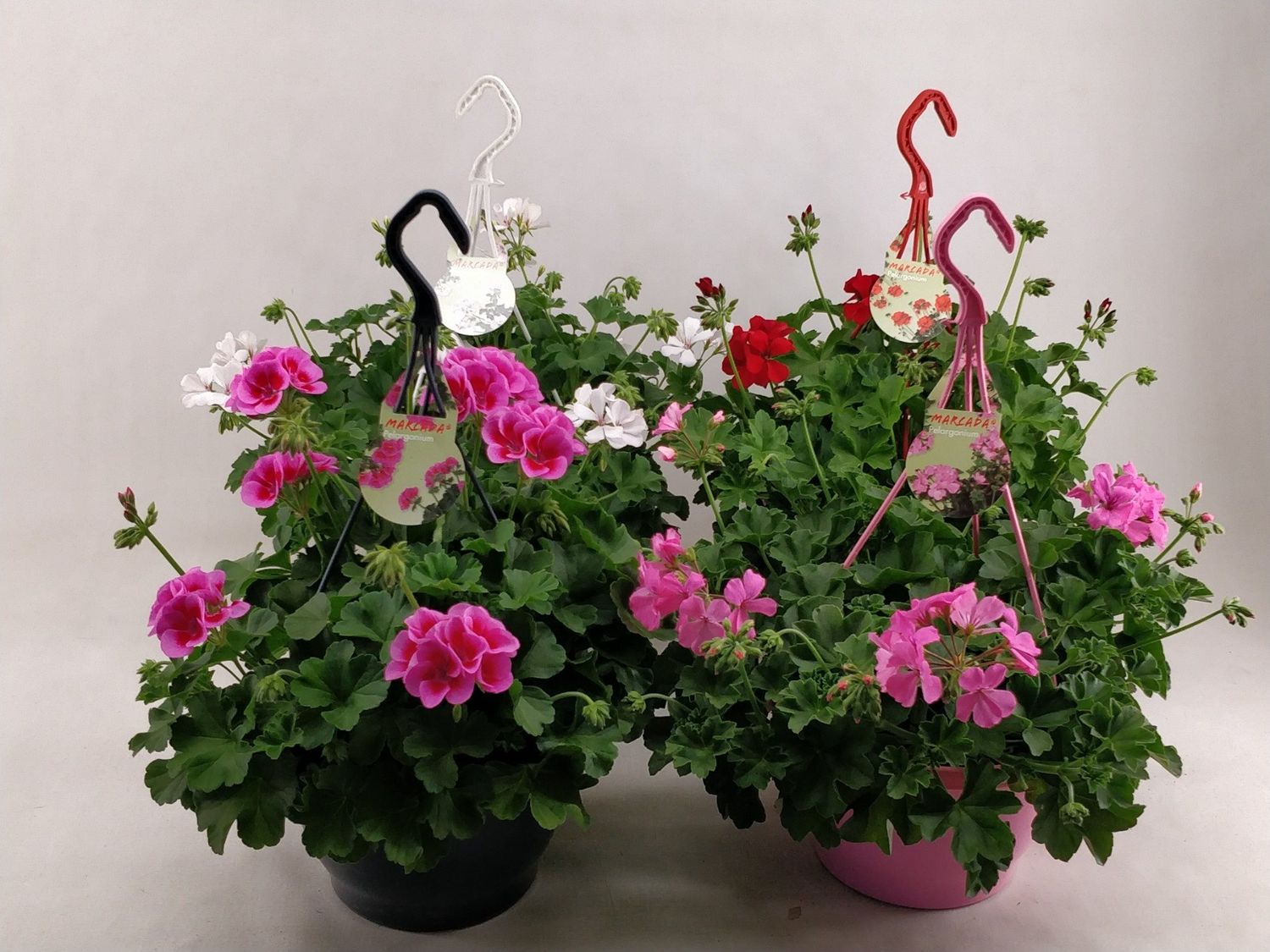 Pelargonium MARCADA MIX — Plant Wholesale FlorAccess