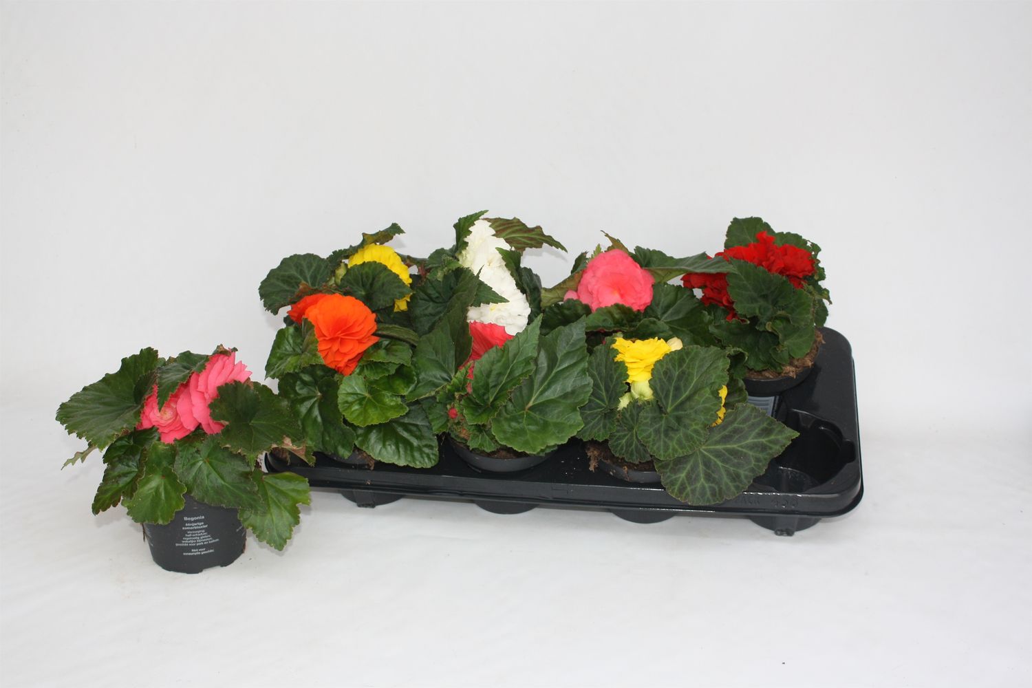 Begonia FORTUNE MIX — Plant Wholesale FlorAccess