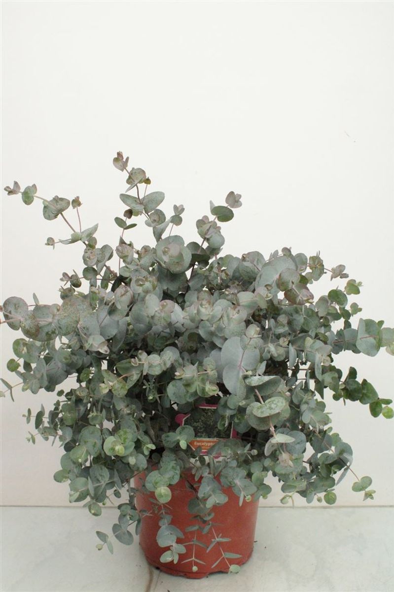 Eucalyptus gunnii 'Fresh Louis' — Plant Wholesale FlorAccess