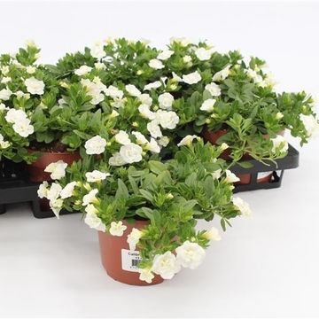 Calibrachoa MINIFAMOUS DOUBLE WHITE — Plant Wholesale FlorAccess