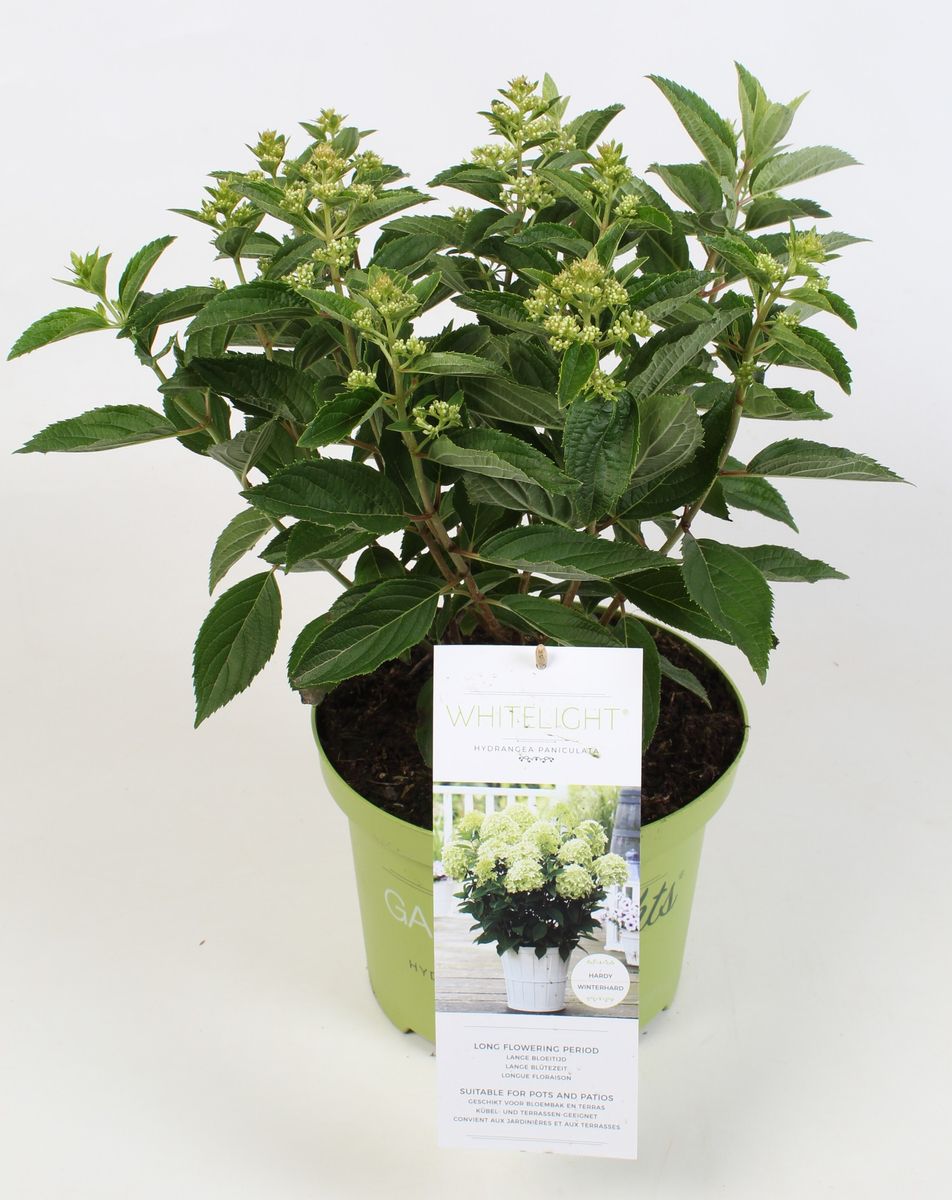 Hydrangea paniculata GARDENLIGHTS WHITELIGHT — Plant Wholesale FlorAccess
