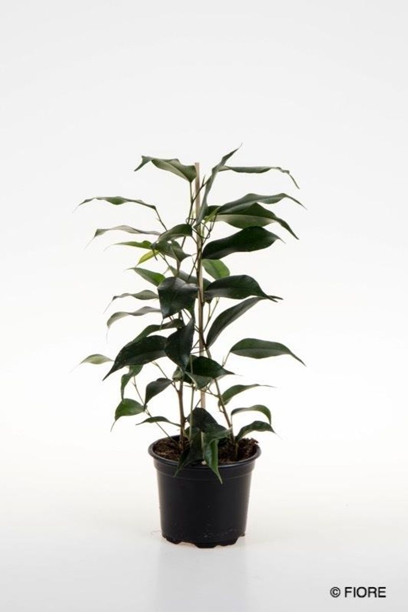 Ficus benjamina 'Danielle' — Plant Wholesale FlorAccess
