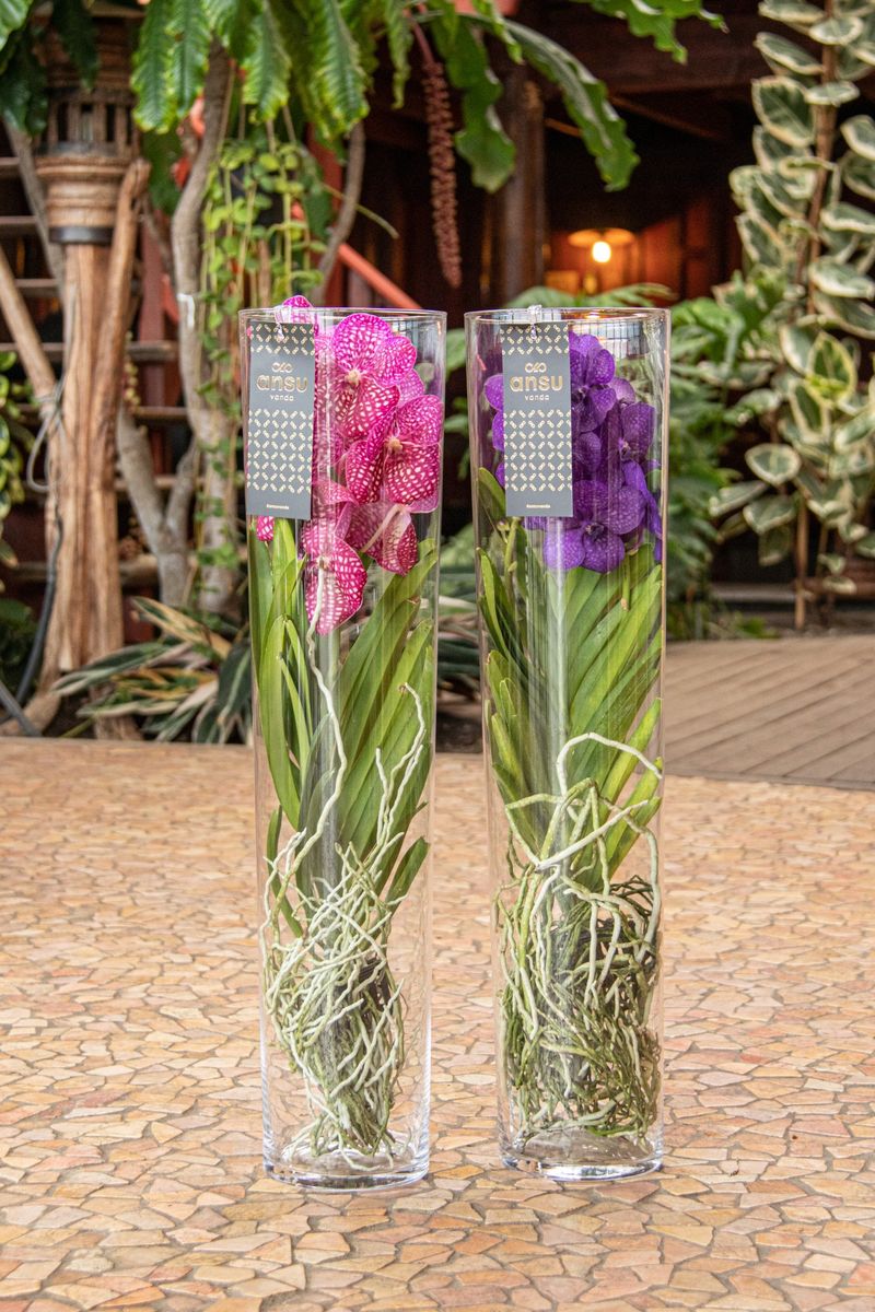 Vanda MIX — Plant Wholesale FlorAccess