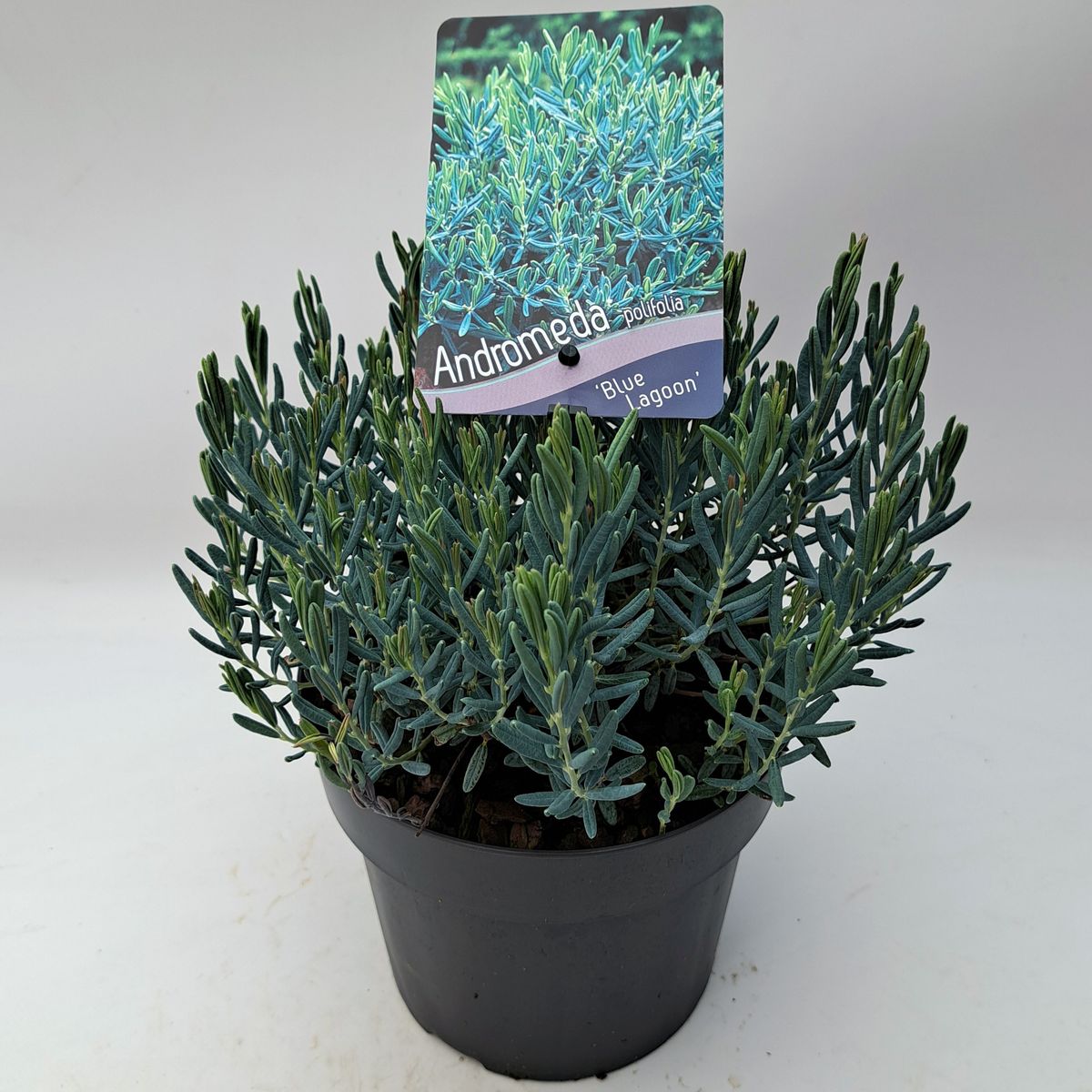 Andromeda polifolia 'Blue Lagoon' — Plant Wholesale FlorAccess