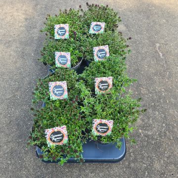 Thymus 'Redstart' — Plant Wholesale FlorAccess