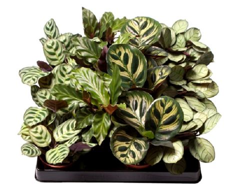 Calathea MIX — Plant Wholesale FlorAccess
