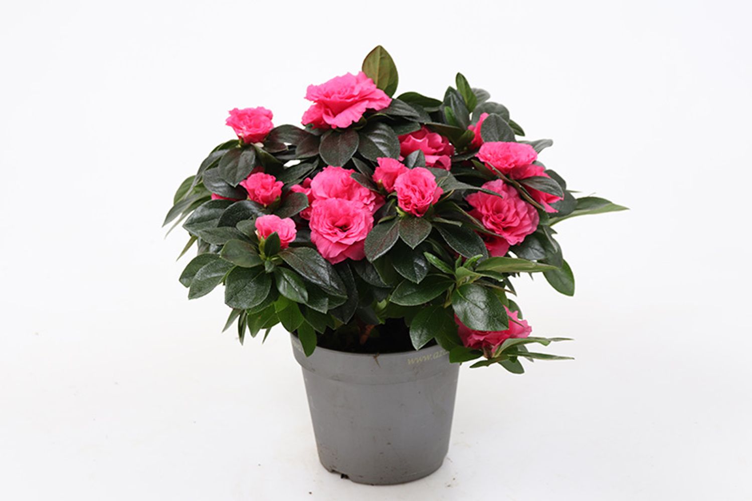 Rhododendron AIKO ROSE — Рослини оптом FlorAccess