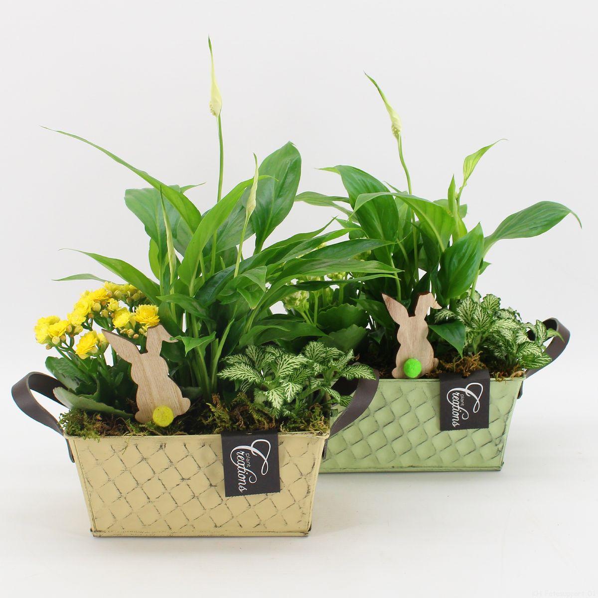 Arrangement Easter — Plant Wholesale FlorAccess