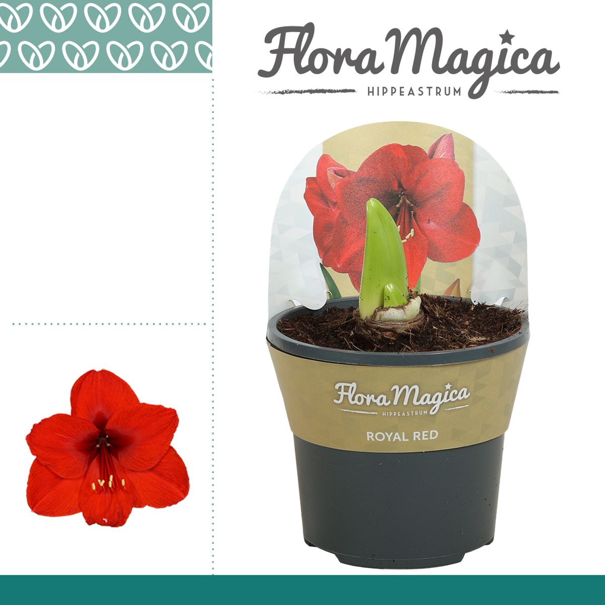 Hippeastrum 'Royal Red' — Plant Wholesale FlorAccess