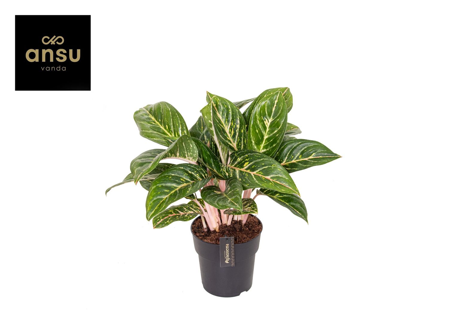 Aglaonema 'Coco Green' — Plant Wholesale FlorAccess