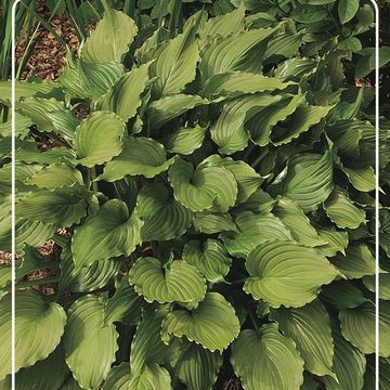 Hosta 'Stirfry' — Plant Wholesale FlorAccess