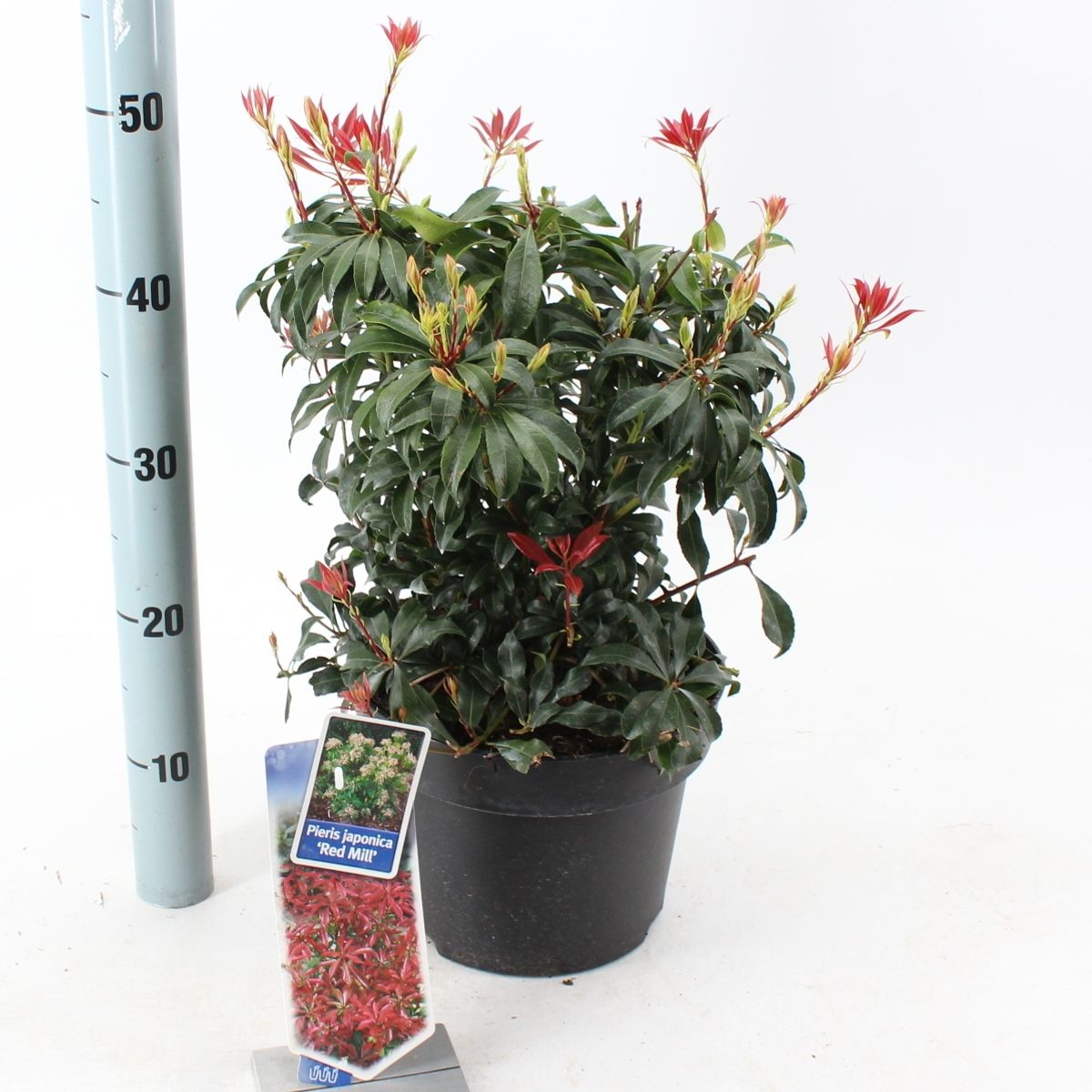 Pieris japonica 'Red Mill' — Plant Wholesale FlorAccess